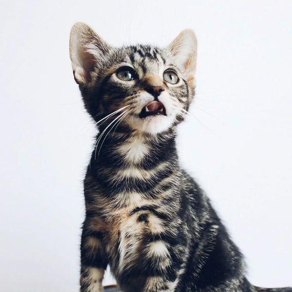 The Ultimate Litter Box Guide: Training and Maintenance Made Easy