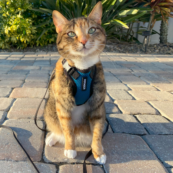XL Cat Harness With Soft, Breathable & Adjustable Mesh Vest