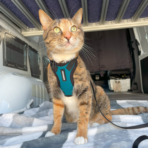 Buy Adventure Cat Harness For Outdoor Comfort & Secure Fit