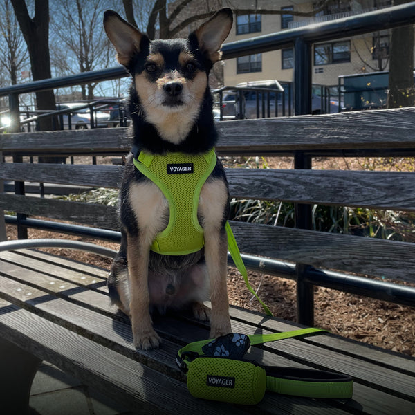 Step-In Lock Dog Harness: Perfect For Outdoor Walks
